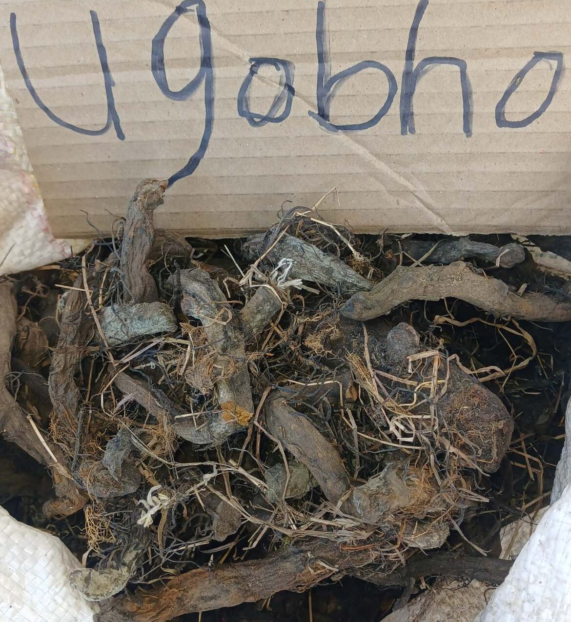 Ugobho - Igedla