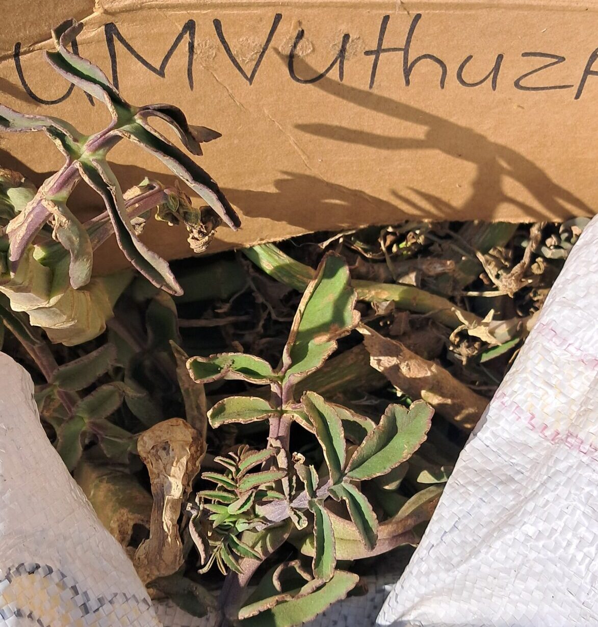 Umvuthuza umuthi – For Spiritual Cleansing & Fighting | Igedla
