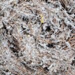 Muthi Shop Online | African Healing Herbs –Igedla